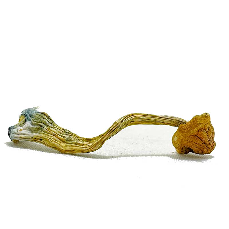 SHD: Thai Elephant Dung - SkunksOasis